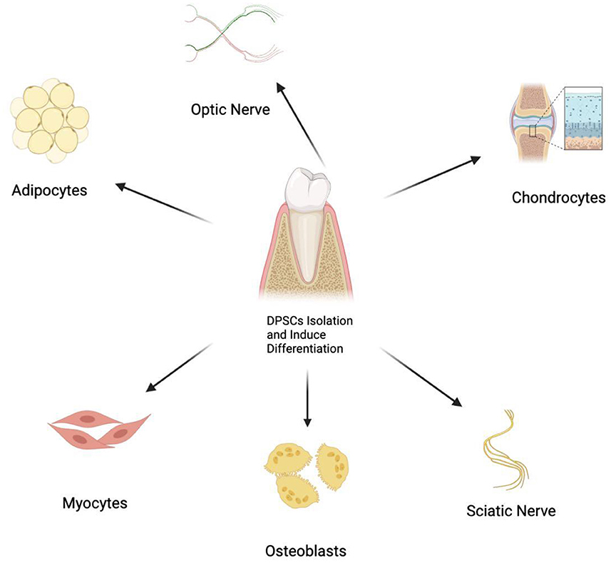 Frontiers | The potential roles of dental pulp stem cells in peripheral ...