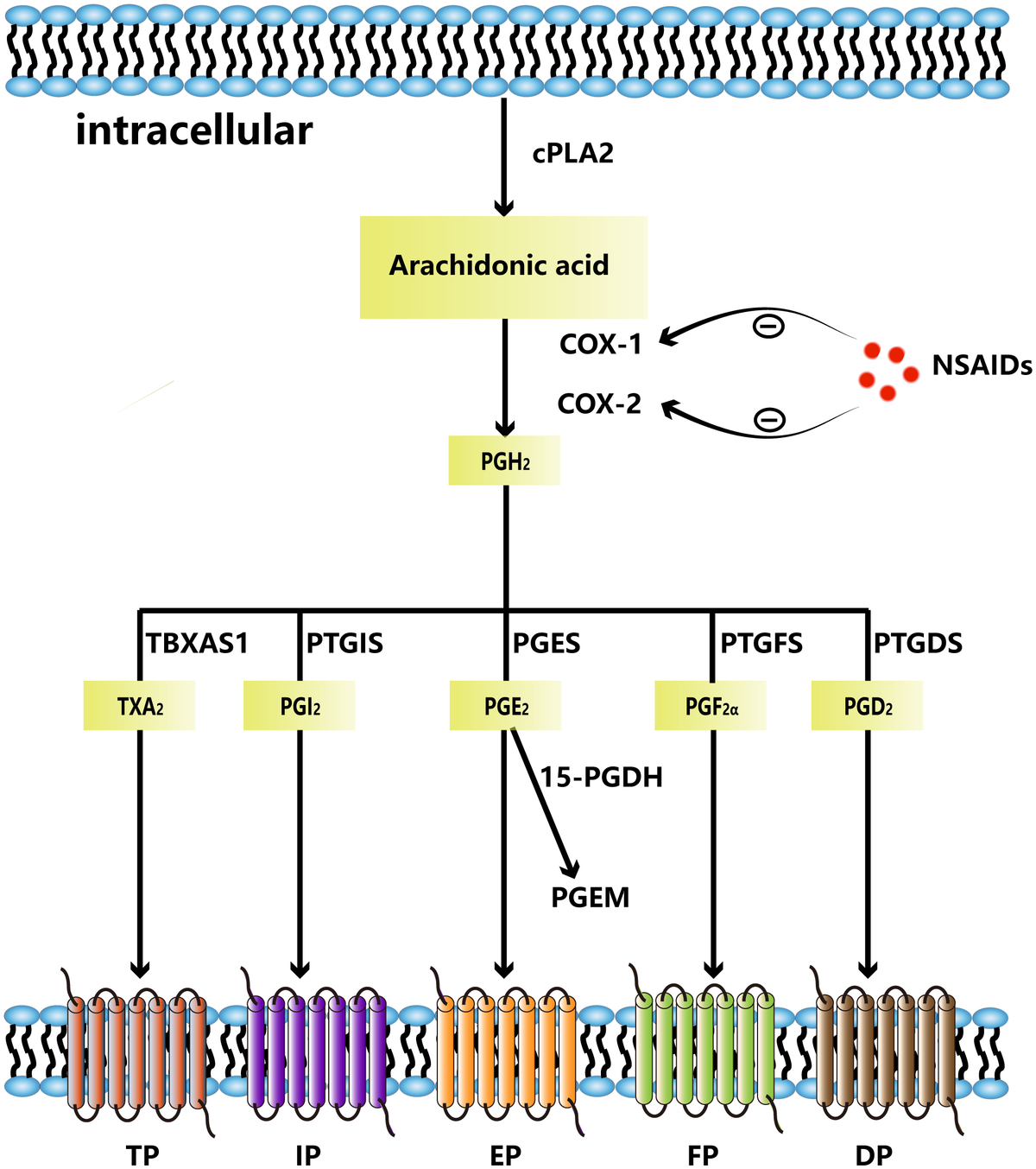 Frontiers | Cyclooxygenase-2-Prostaglandin E2 pathway: A key player in ...