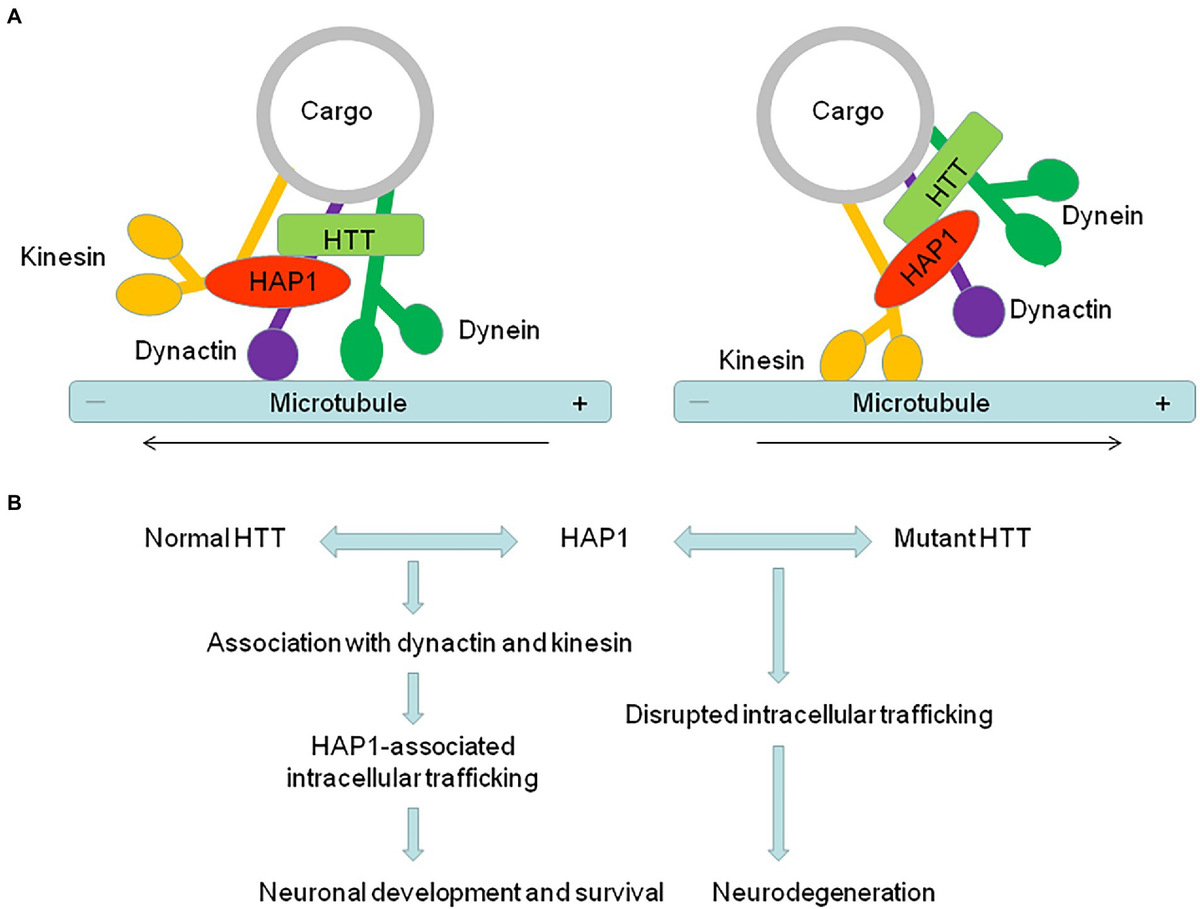 Frontiers | Huntingtin-associated protein 1-associated intracellular ...