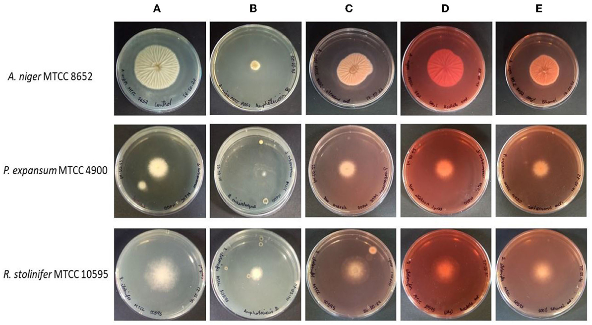 Frontiers | Inhibitory effect of Monascus purpureus pigment extracts ...