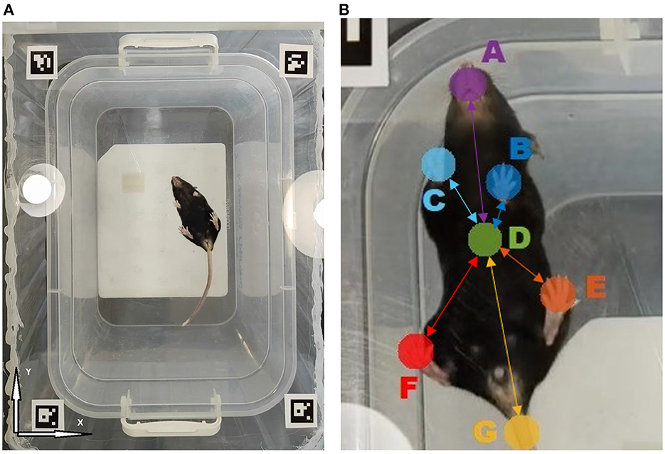 Frontiers | Video-based marker-free tracking and multi-scale analysis of mouse locomotor ...