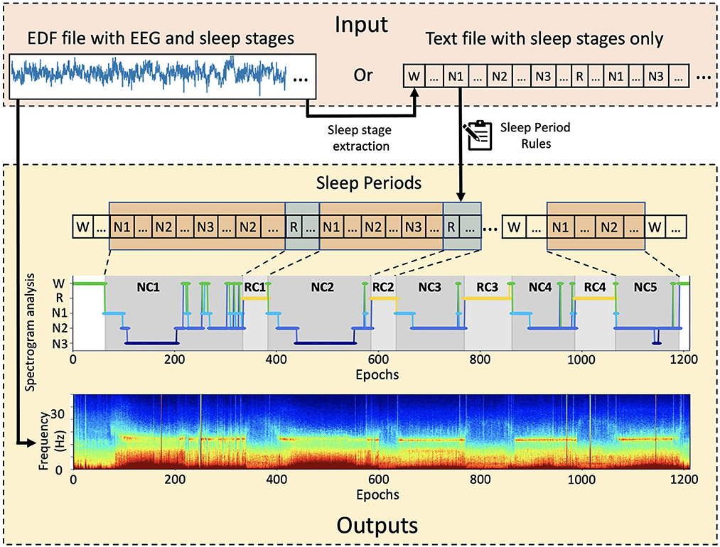 Frontiers | SSAVE: A tool for analysis and visualization of sleep periods using ...