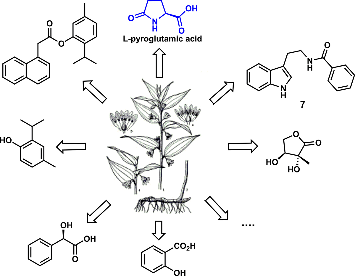 Frontiers | Natural products-based: Synthesis and antifungal activity ...