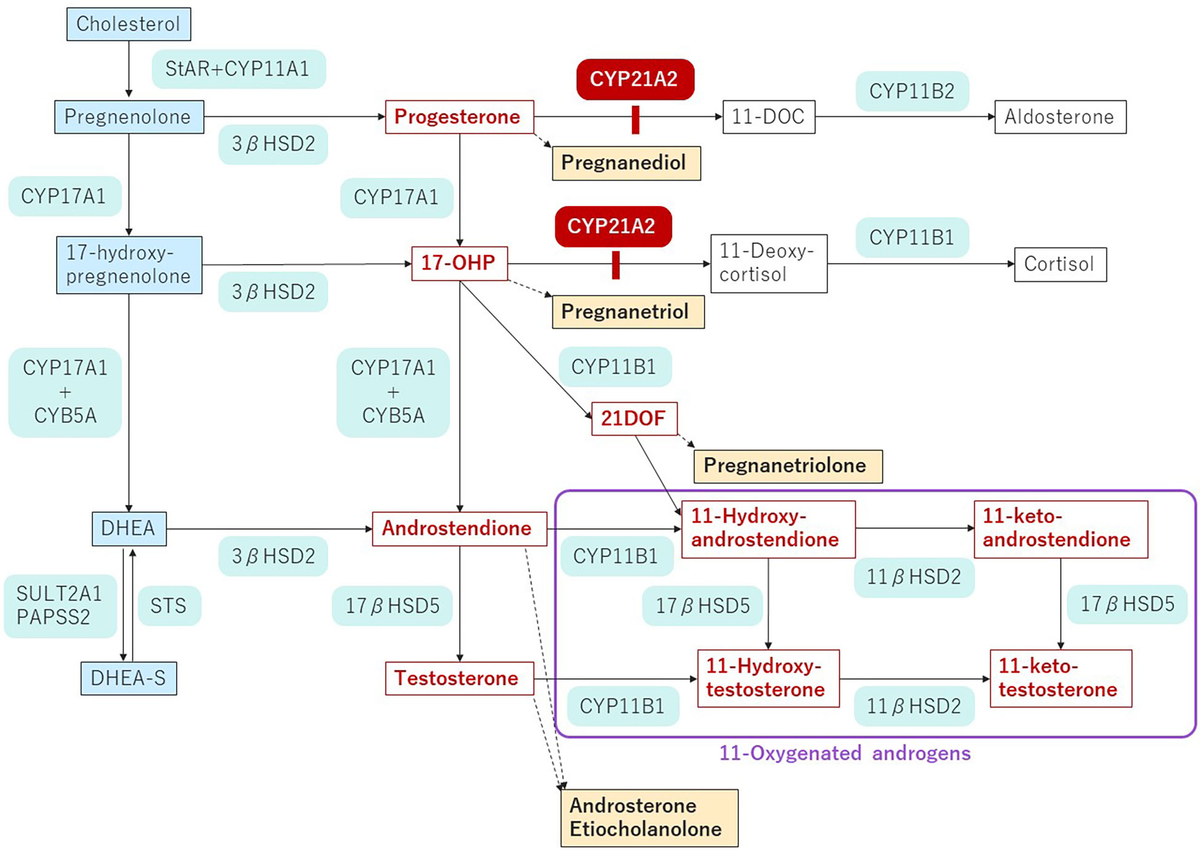 Frontiers | Monitoring treatment in pediatric patients with 21 ...