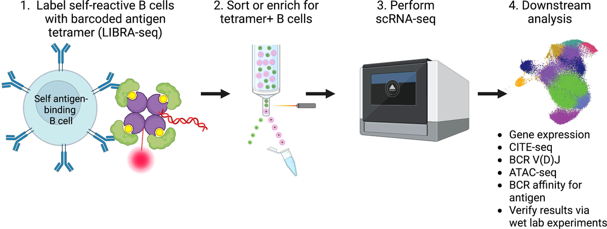 Frontiers | Application of single-cell RNA sequencing methods to develop B cell targeted ...