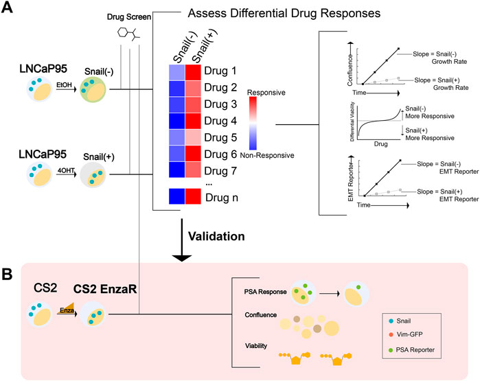 Frontiers | A synthetic lethal screen for Snail-induced enzalutamide ...
