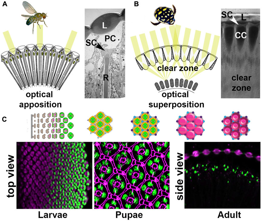 Frontiers | Probing the conserved roles of cut in the development and ...