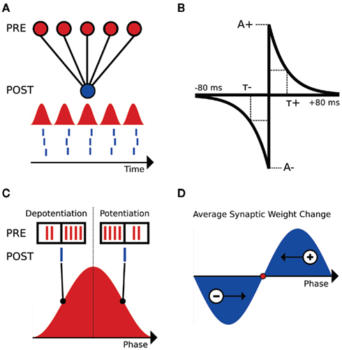 Frontiers | Spike-Timing Dependent Plasticity and Feed-Forward Input ...
