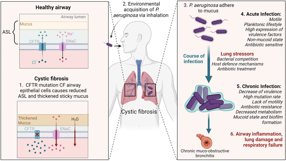 Frontiers | To bead or not to bead: A review of Pseudomonas aeruginosa ...