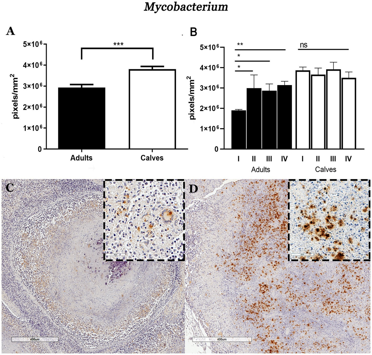Frontiers | Mycobacterium bovis naturally infected calves present a ...