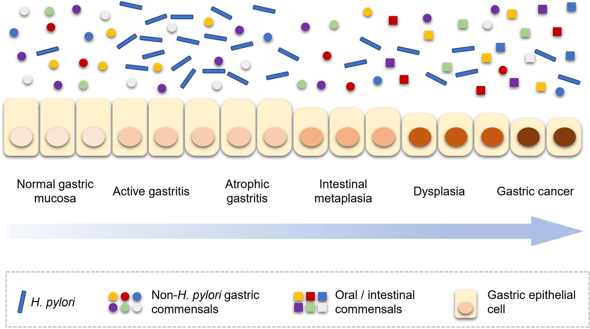 Frontiers | Gastric microbiota in gastric cancer: Different roles of ...