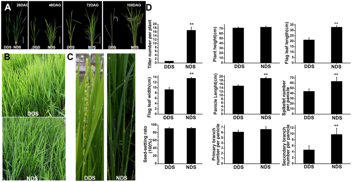 Frontiers | Expression dynamics of phytochrome genes for the shade ...