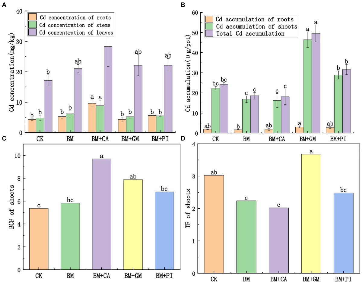 Frontiers | Effects of microbial agents on cadmium uptake in Solanum ...