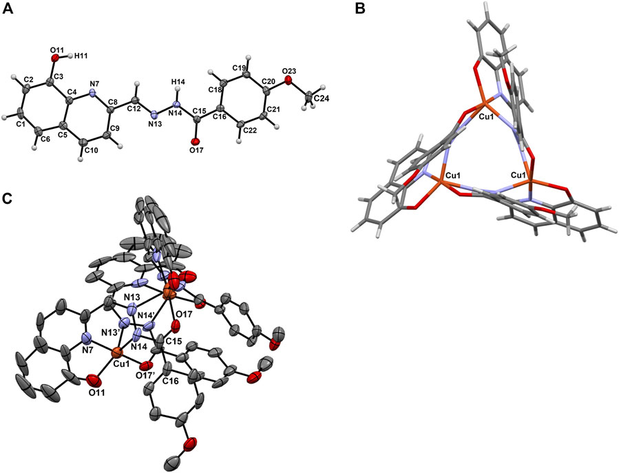 Frontiers | Promising anticancer agents based on 8-hydroxyquinoline ...