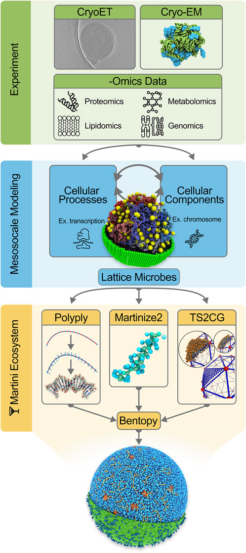 Frontiers | Molecular dynamics simulation of an entire cell