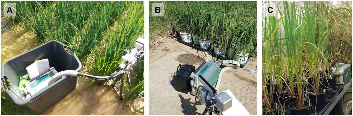 Frontiers | Effects of measurement methods and growing conditions on ...