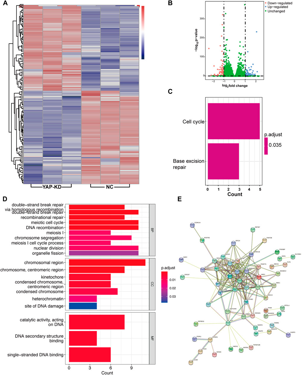 Frontiers | YAP-mediated mechanotransduction in urinary bladder ...