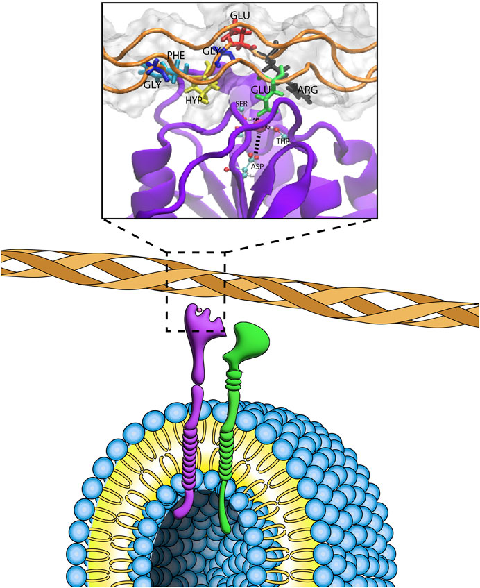 Frontiers | Assessing a computational pipeline to identify binding motifs to the α2β1 integrin