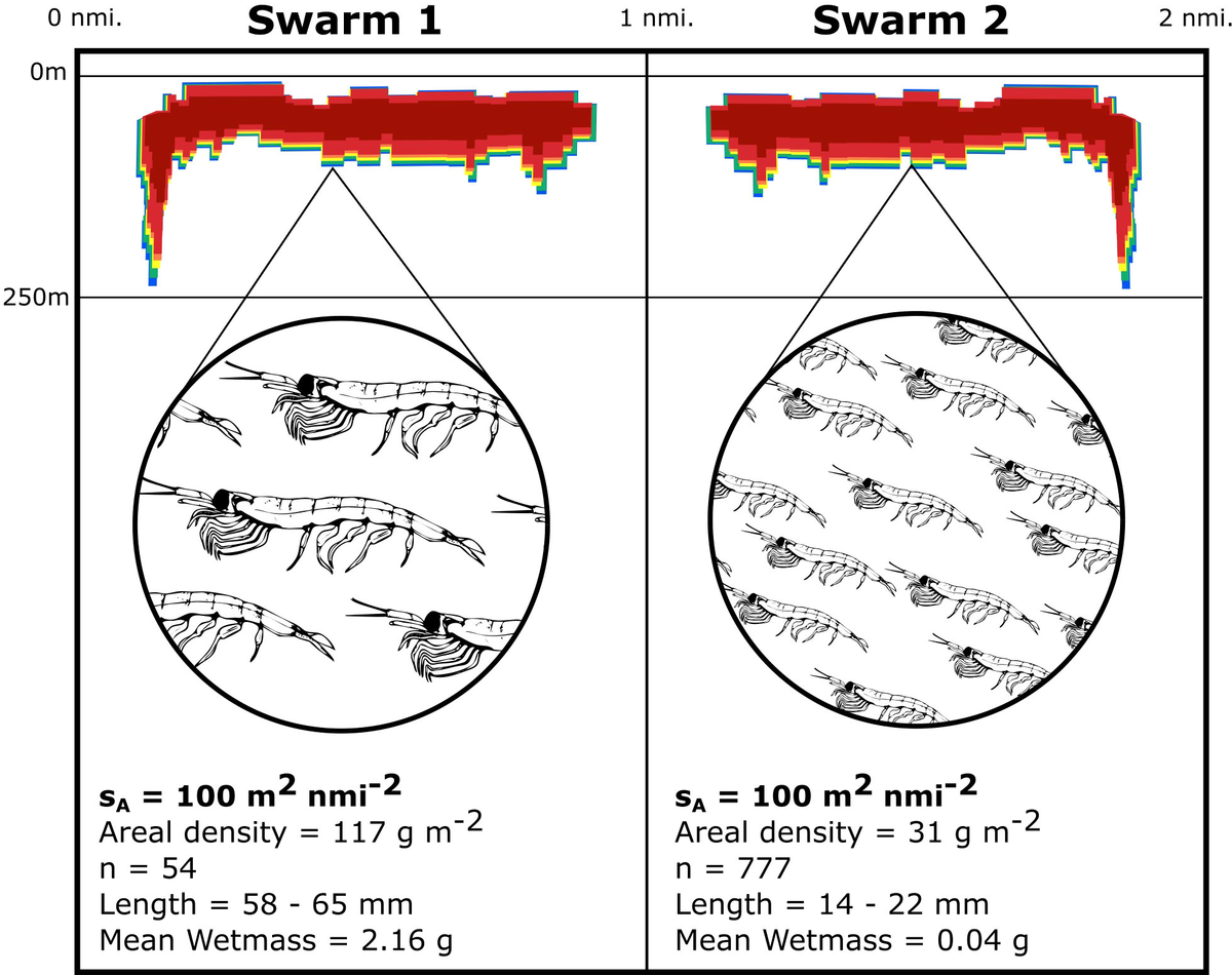 Frontiers | Per-length biomass estimates of Antarctic krill (Euphausia ...