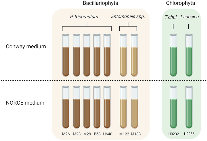 Frontiers | A closer look into the microbiome of microalgal cultures