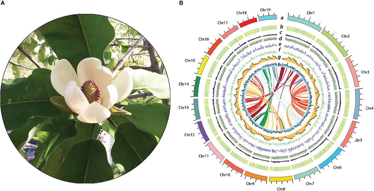 Frontiers | The genome of Magnolia hypoleuca provides a new insight ...