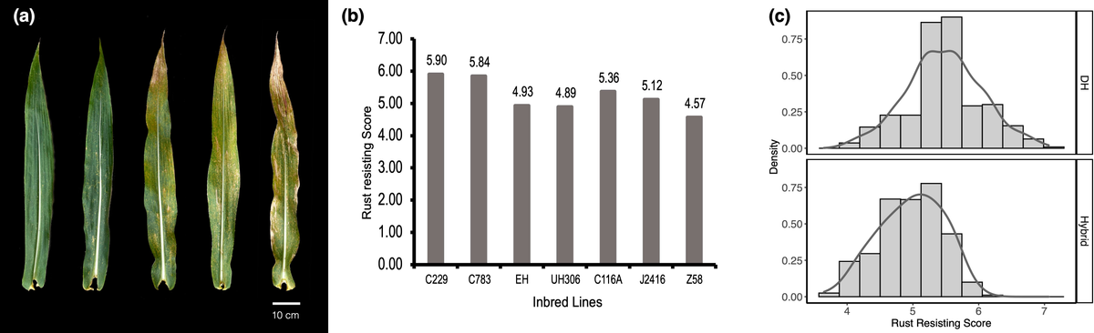 Frontiers | Genome-wide association and genomic prediction for ...