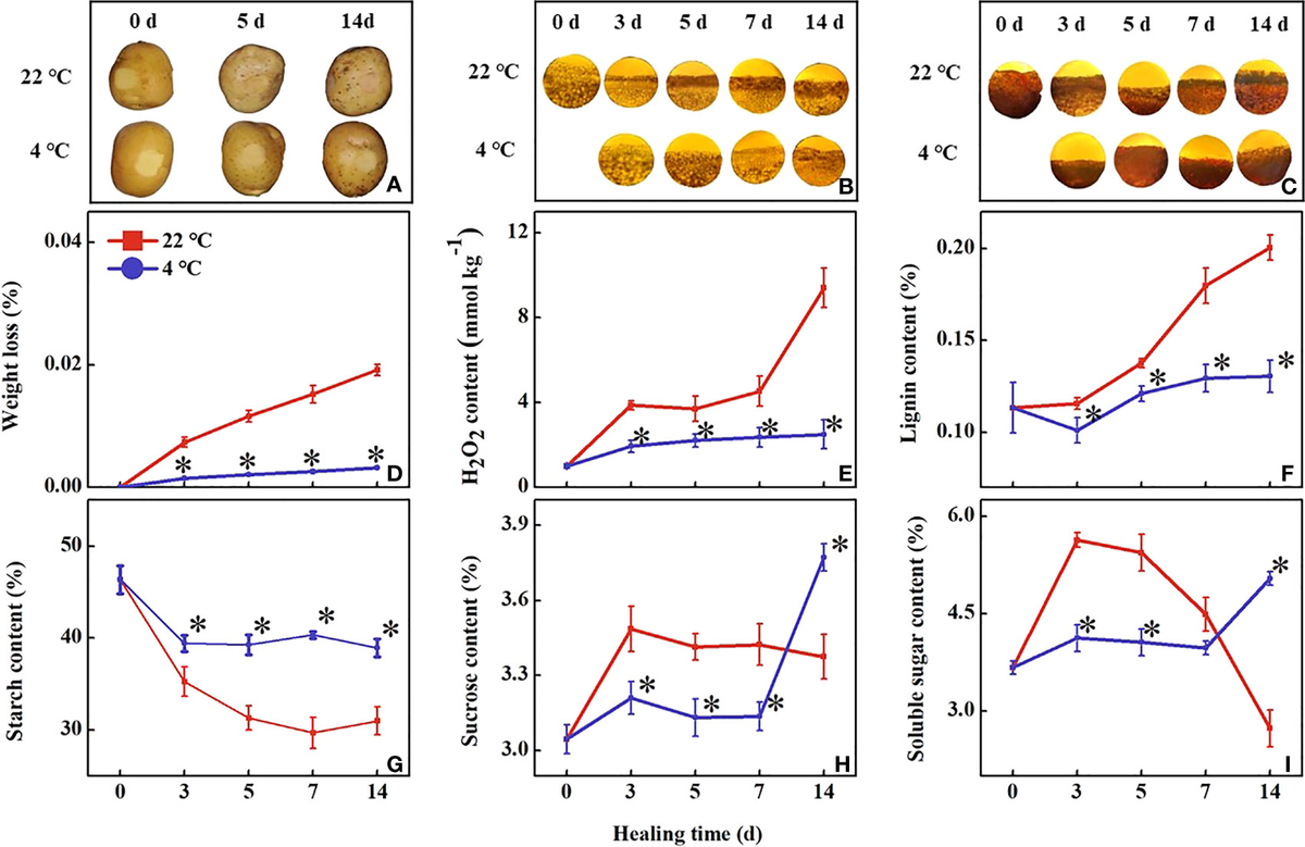 Frontiers | Low temperature reduces potato wound formation by ...