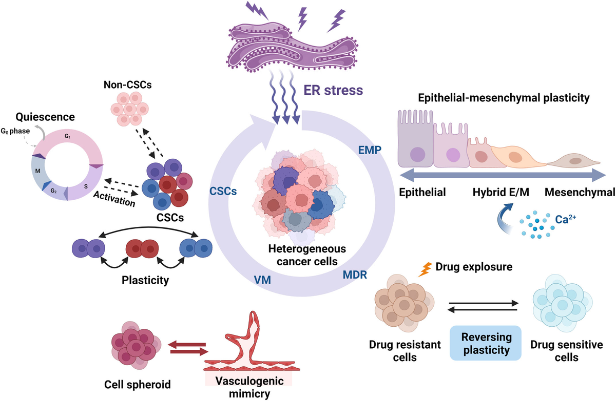 Frontiers | Emerging roles of endoplasmic reticulum stress in the ...