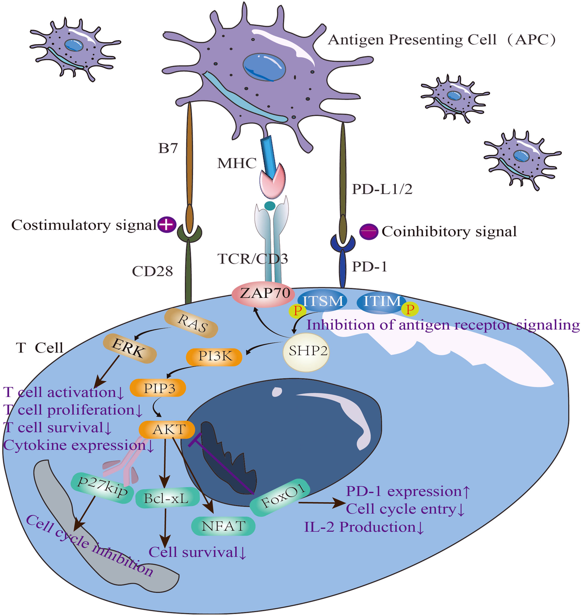 Frontiers | The effect of combining PD-1 agonist and low-dose ...