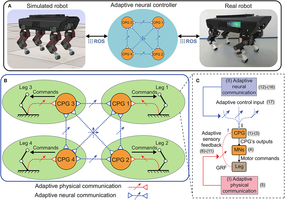 Frontiers | Robust and reusable self-organized locomotion of legged ...