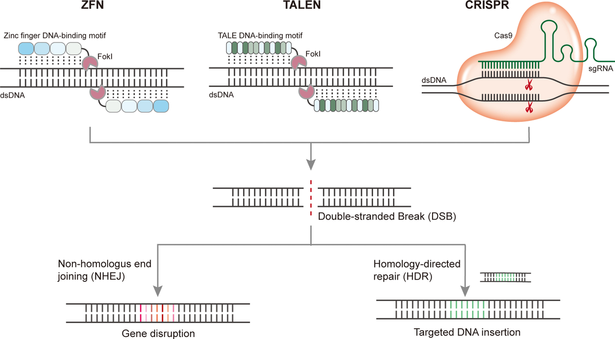 Frontiers | Advances in CRISPR/Cas gene therapy for inborn errors of immunity