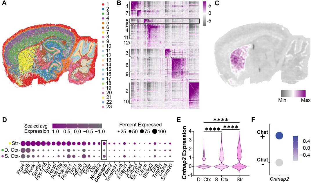 Frontiers | Developmental deficits of MGE-derived interneurons in the ...