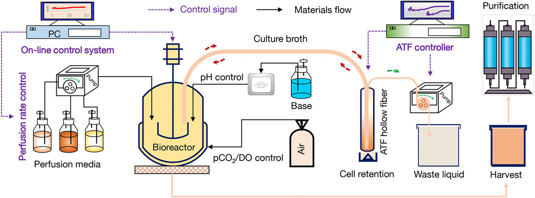 Frontiers | Enhancing and stabilizing monoclonal antibody production by ...