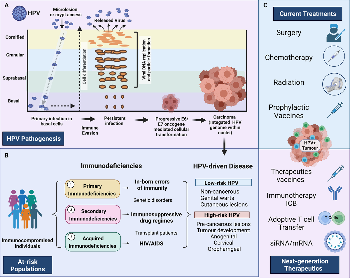 Frontiers | Human papillomavirus in the setting of immunodeficiency: Pathogenesis and the ...