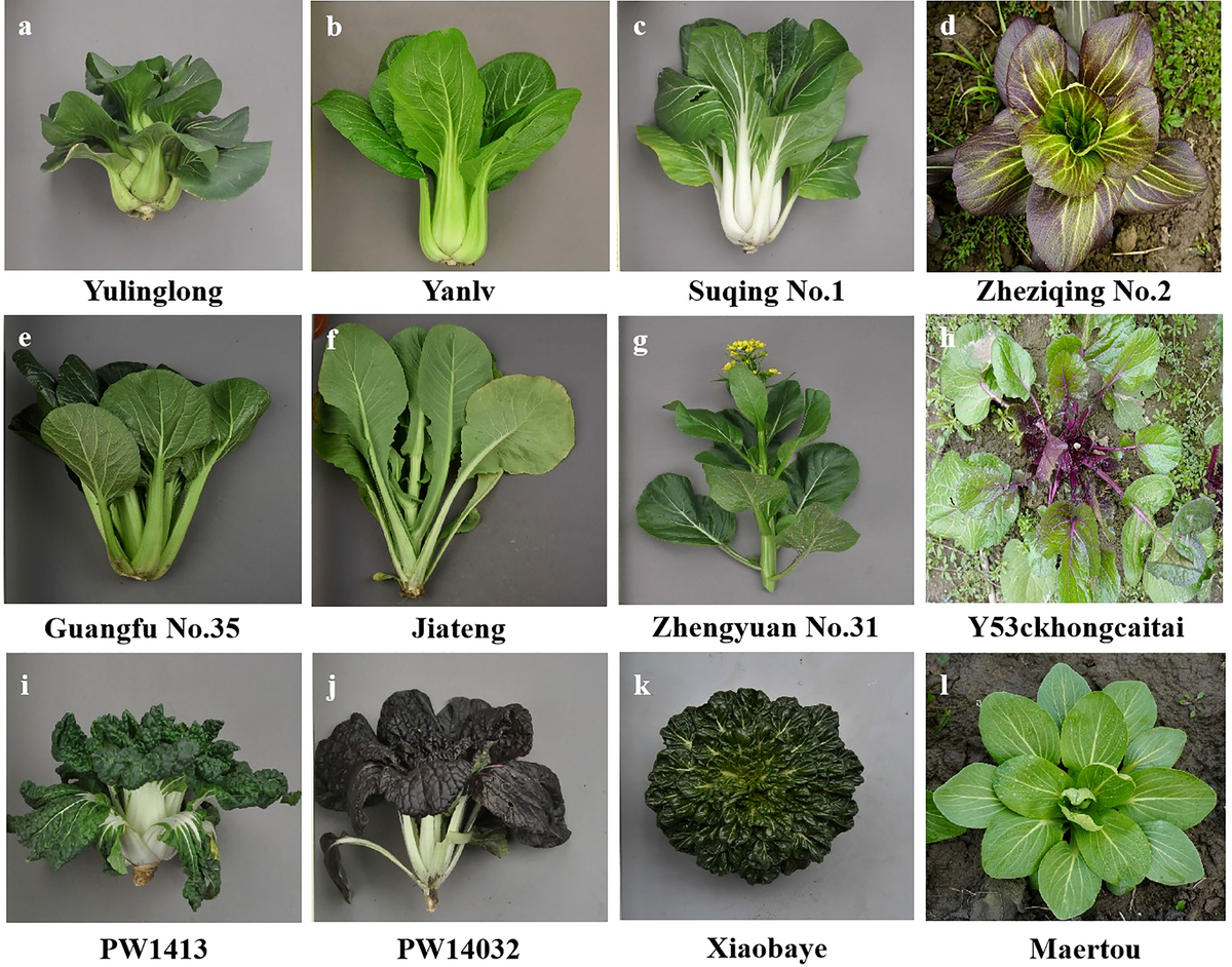 Frontiers | SSR marker based analysis for identification and of genetic ...