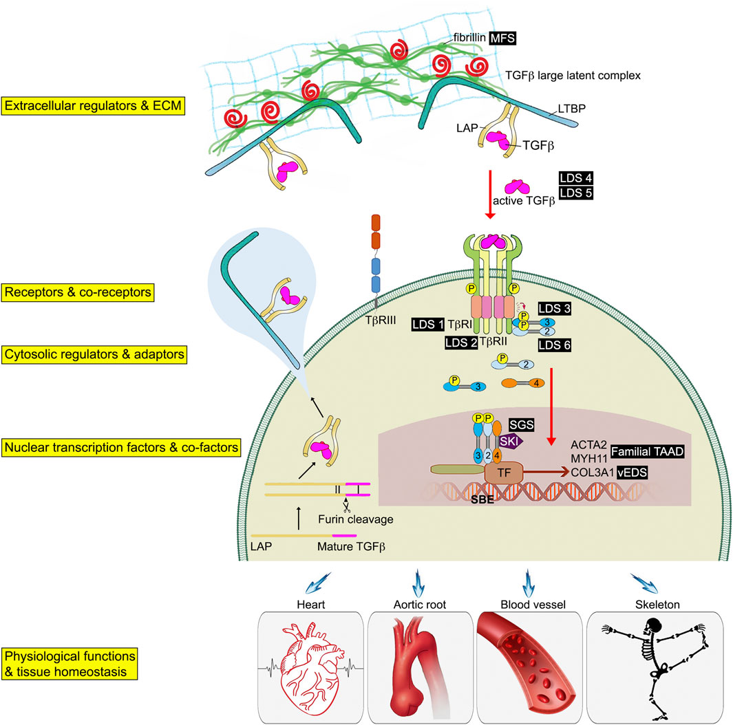 Frontiers | TGFβ signaling pathways in human health and disease