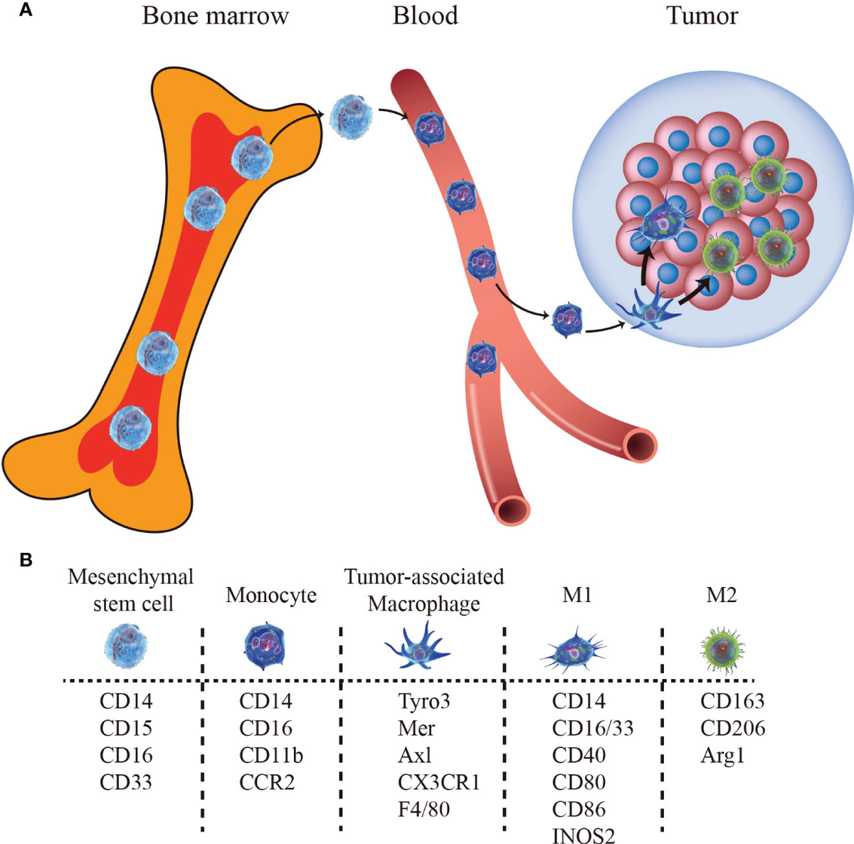Frontiers | The role of macrophages-mediated communications among cell ...