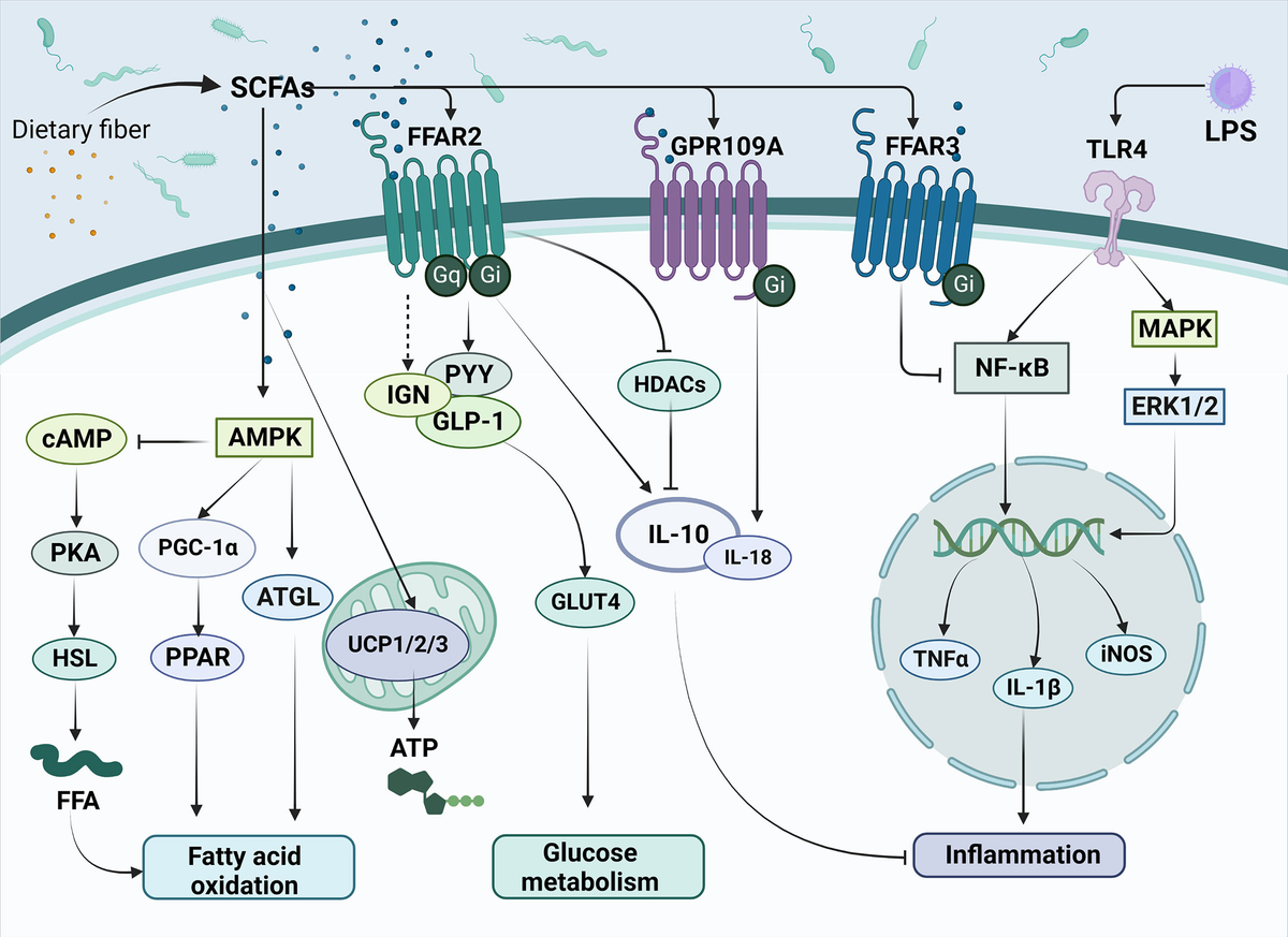 Frontiers | Targeting the gut microbiota and its metabolites for type 2 ...
