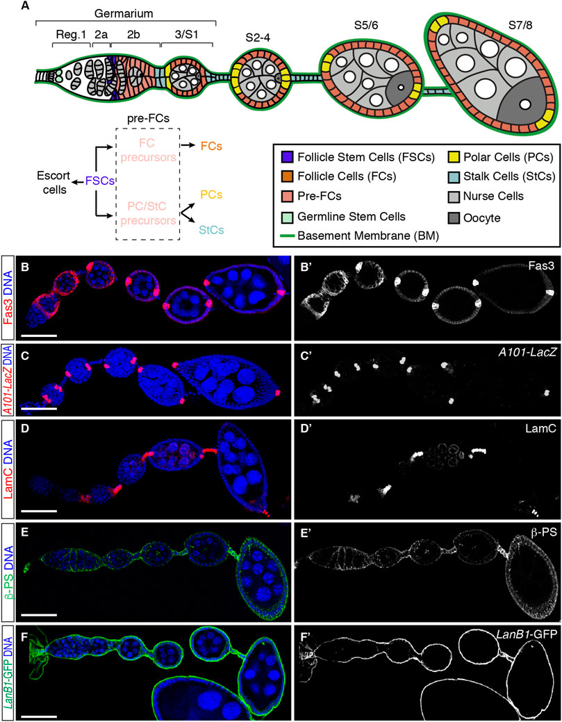 Frontiers | Integrins control epithelial stem cell proliferation in the ...