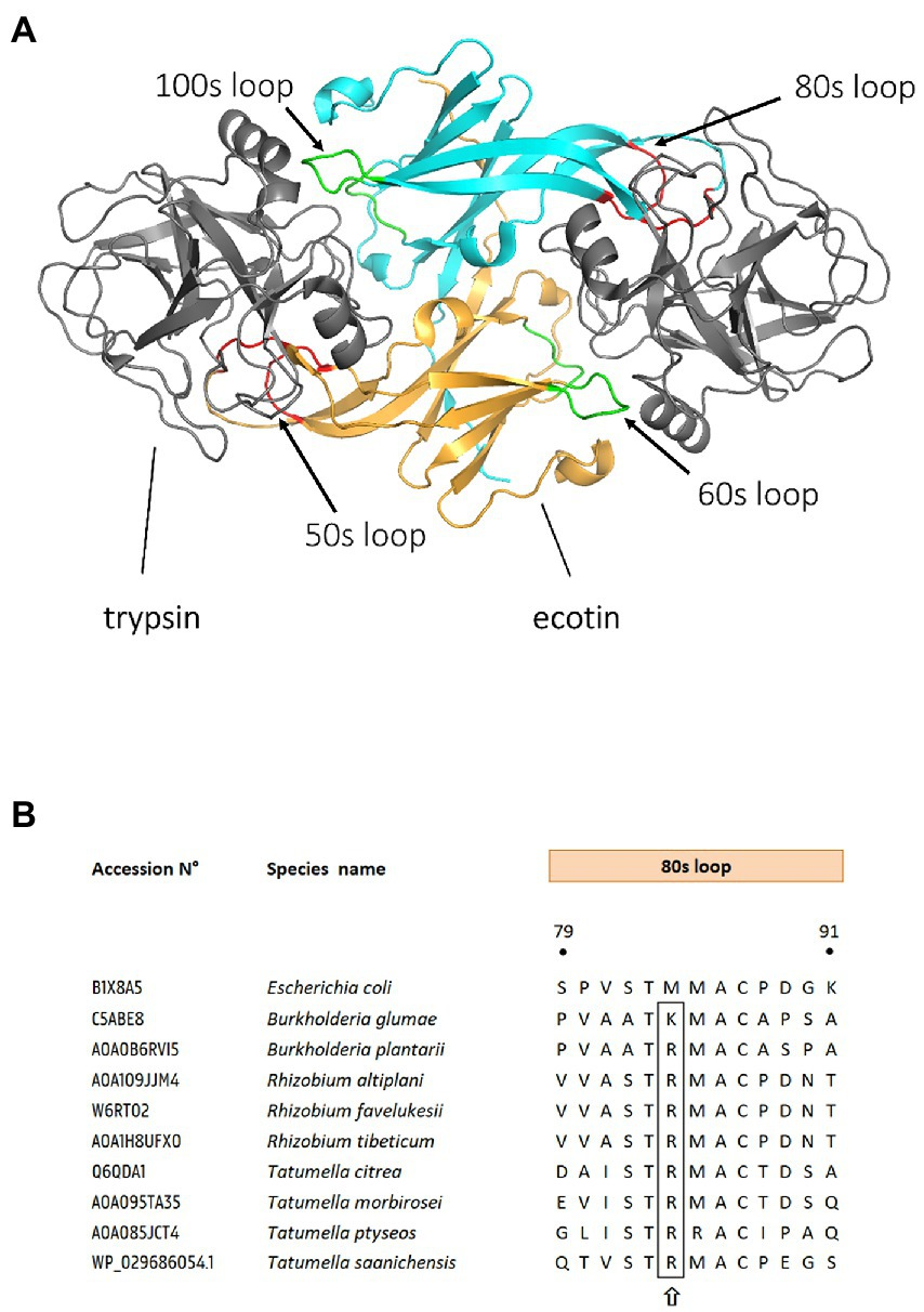 Frontiers | Ecotin: A versatile protease inhibitor of bacteria and ...