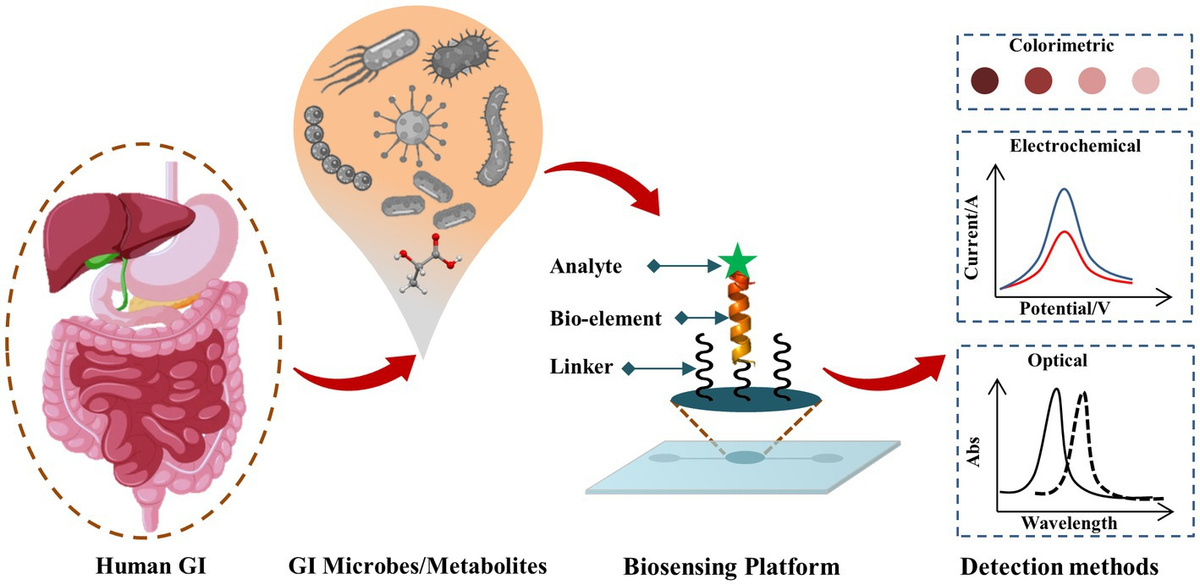 Frontiers | Biosensors for point-of-care testing and personalized ...