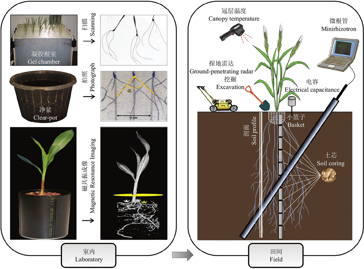 Frontiers | An improved U-Net-based in situ root system phenotype segmentation method for plants