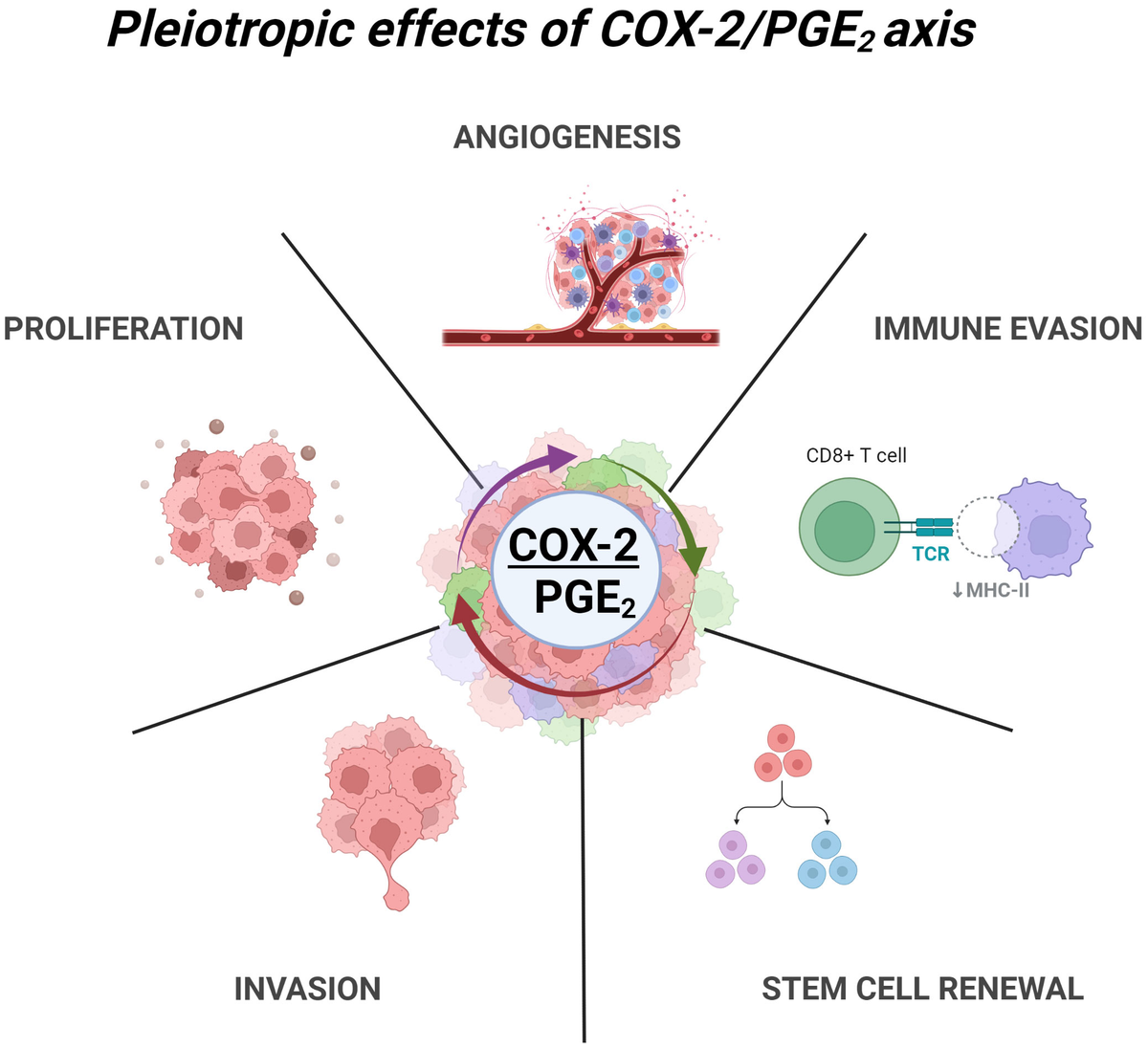 Frontiers | Pleiotropic effects of the COX-2/PGE2 axis in the glioblastoma tumor microenvironment