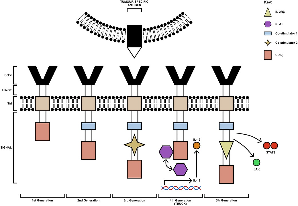 Frontiers | ErbB- and MUC1-targeted CAR-T cell immunotherapy of oral squamous cell carcinoma