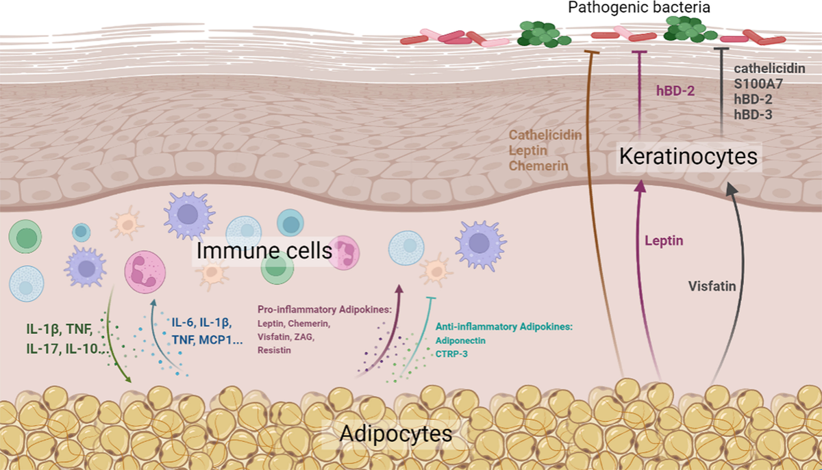 Frontiers | Skin-associated adipocytes in skin barrier immunity: A mini ...