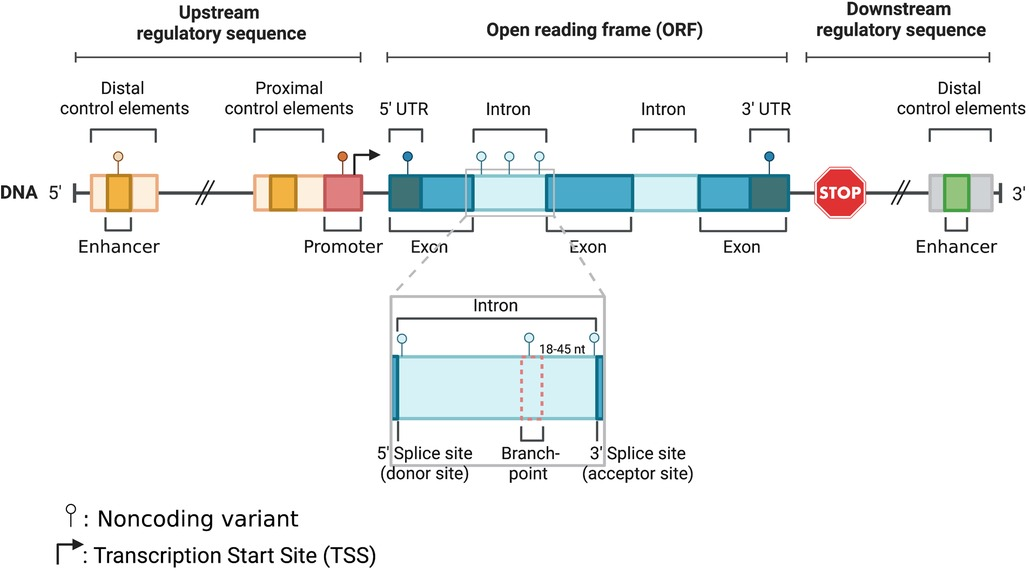 Frontiers | The role of noncoding genetic variants in cardiomyopathy