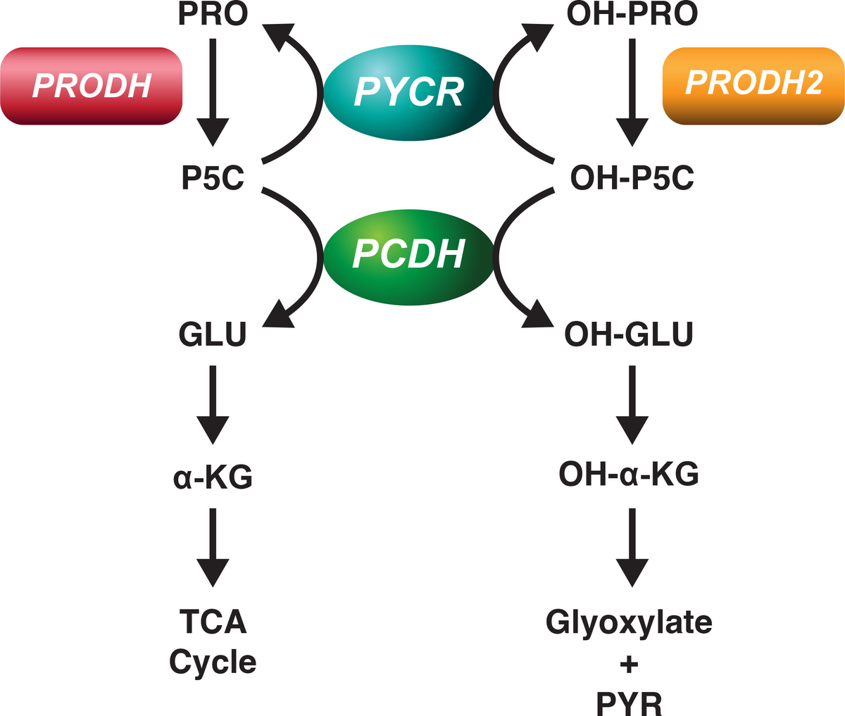 Frontiers | The regulatory mechanisms of proline and hydroxyproline ...