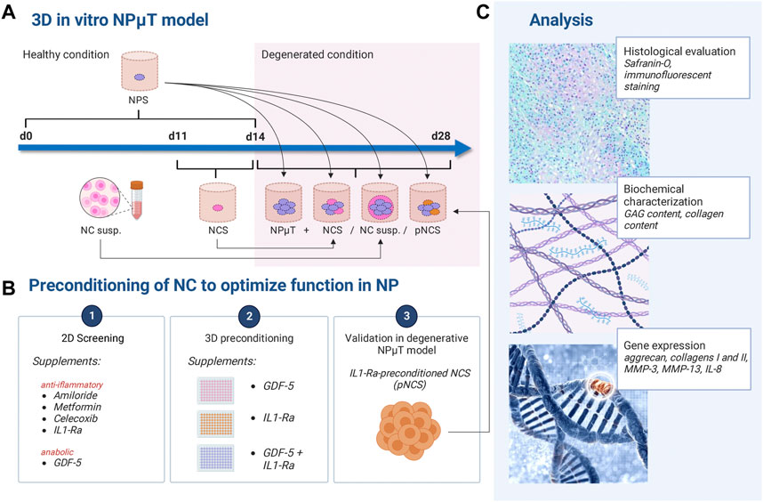 Frontiers | Human 3D nucleus pulposus microtissue model to evaluate the ...