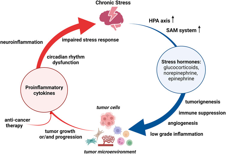 Frontiers | Interplay between stress and cancer—A focus on inflammation
