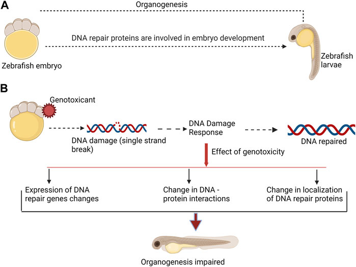 Frontiers | DNA repair genes play a variety of roles in the development ...